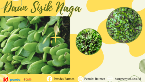 Anggrek Sisik Naga dan Manfaatnya Untuk Kesehatan - Batu Menyan