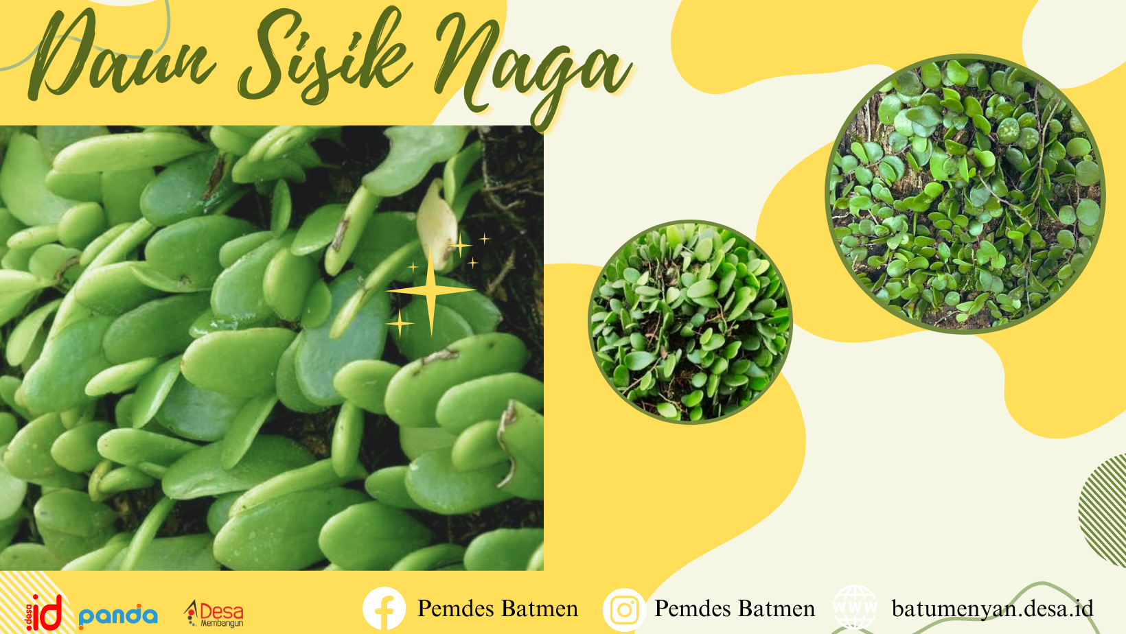 Anggrek Sisik Naga dan Manfaatnya Untuk Kesehatan - Batu Menyan